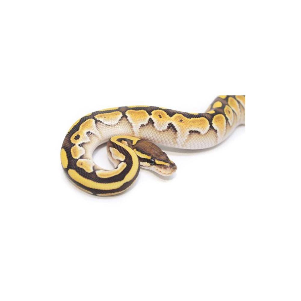 Python regius "Butter" - Python royal