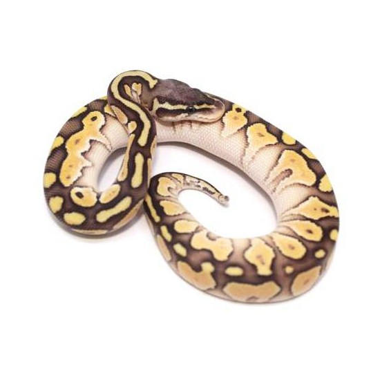 Python regius "Butter Pastel" - Python royal