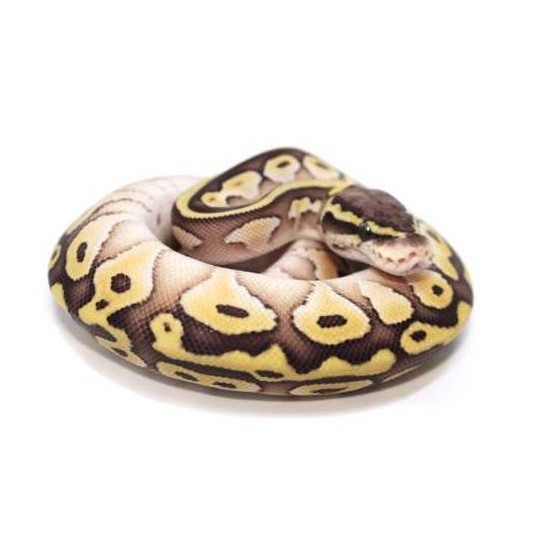 Python regius "Butter Pastel" - Python royal