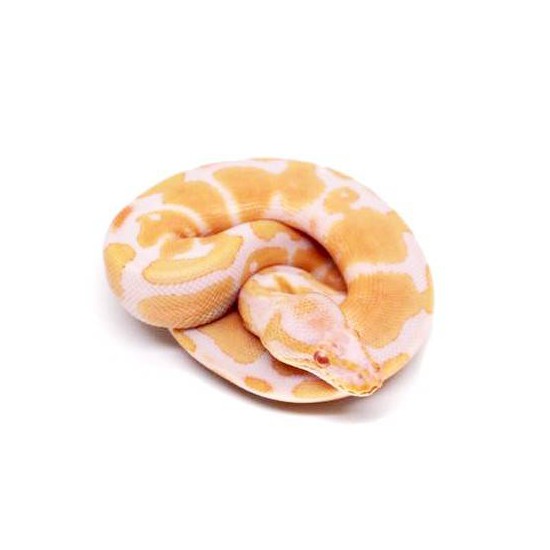 Python regius "Albinos" - Python royal