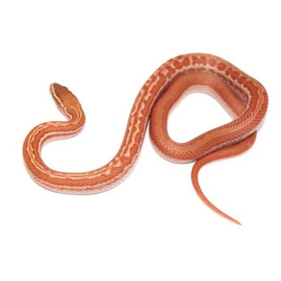 Boaedon capensis "Albinos" - Serpent des maisons
