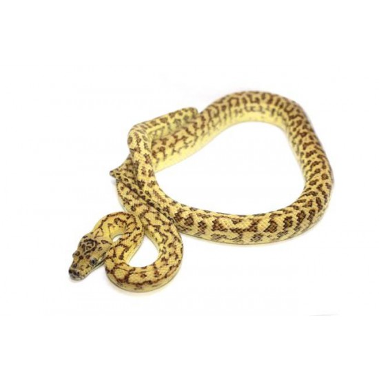 Morelia spilota ssp "Super Caramel Zebra Jaguar" - Python tapis ...