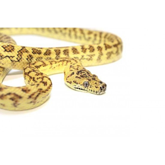 Morelia spilota ssp "Super Caramel Zebra Jaguar" - Python tapis ...