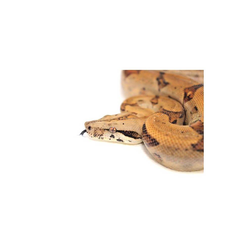 Boa constrictor sabogae - Boa de Pearl Island