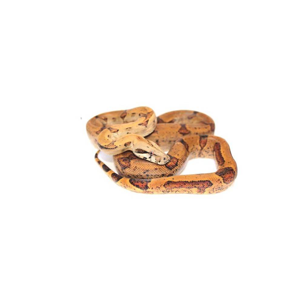 Boa constrictor sabogae - Boa de Pearl Island