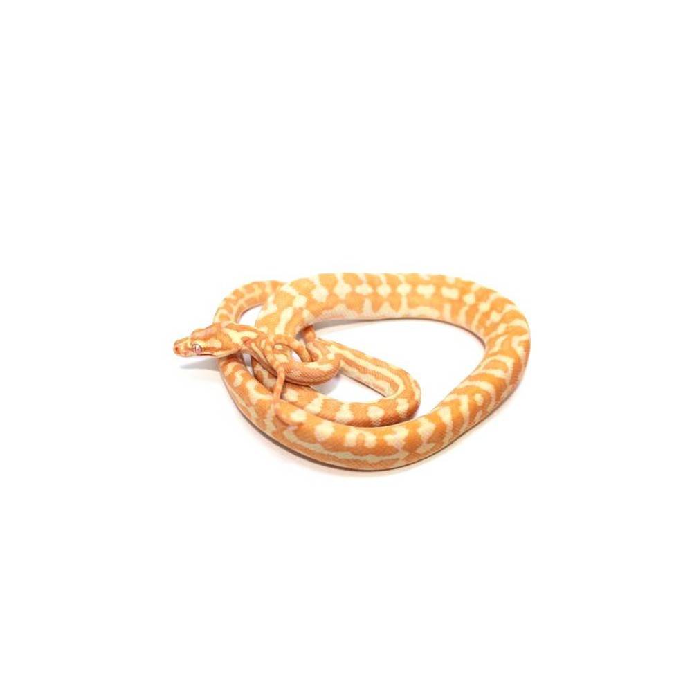 Morelia spilota variegata "Albinos" - Python tapis du Nord