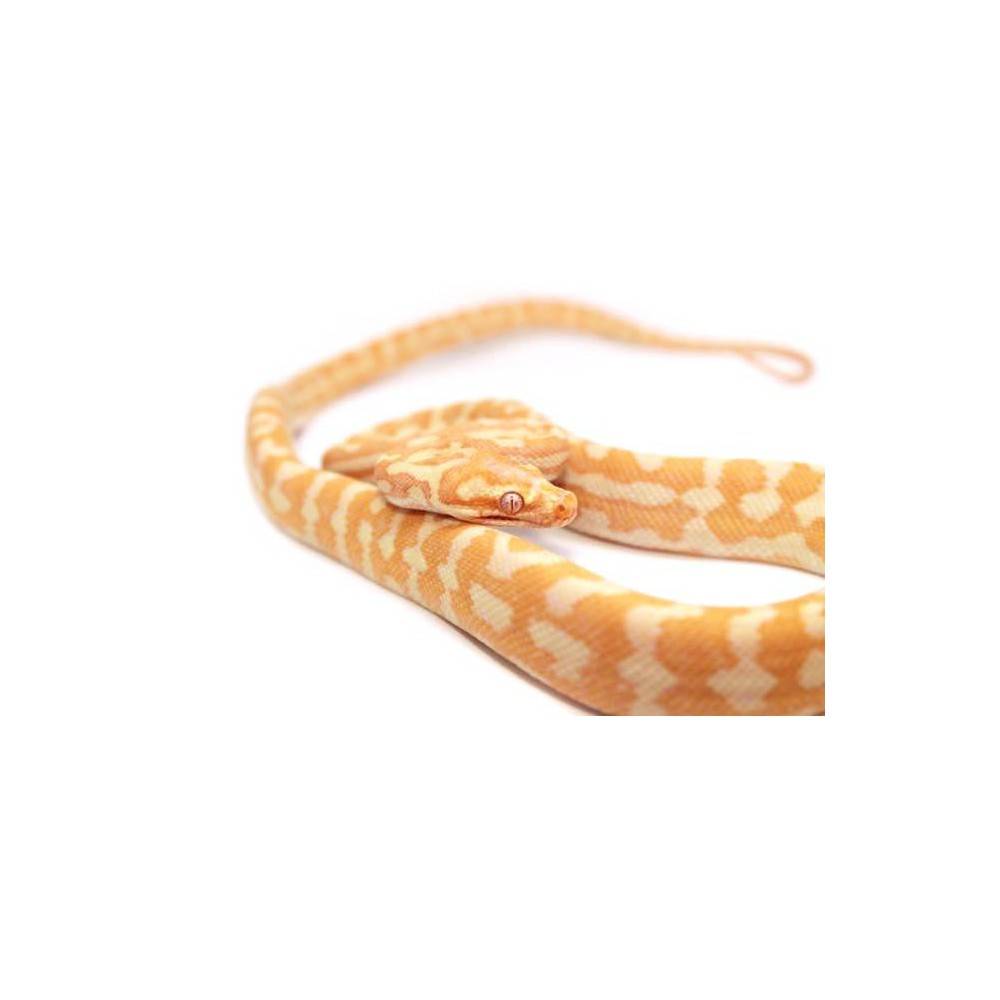 Morelia spilota variegata "Albinos" - Python tapis du Nord