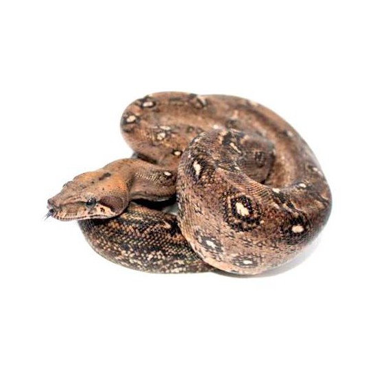 Boa (constrictor) imperator "Léopard" - Boa empereur