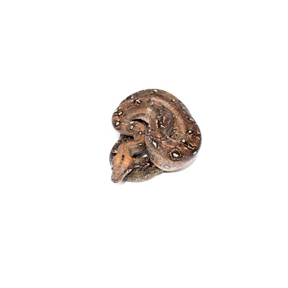 Boa (constrictor) imperator "Léopard" - Boa empereur