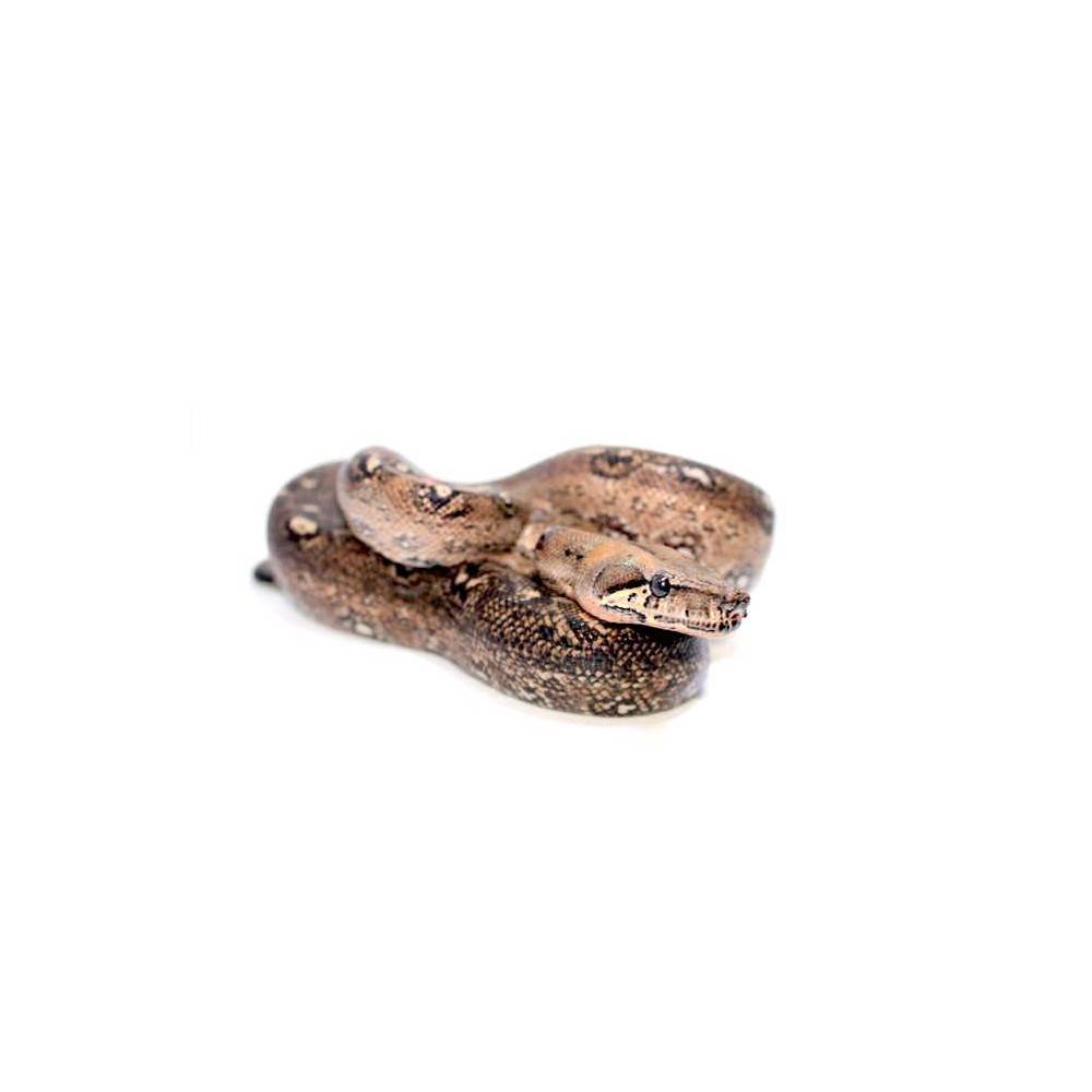 Boa (constrictor) imperator "Léopard" - Boa empereur