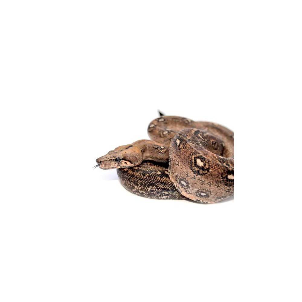 Boa (constrictor) imperator "Léopard" - Boa empereur