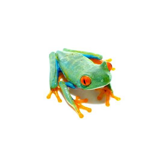 Agalychnis callidryas - Rainette aux yeux rouges