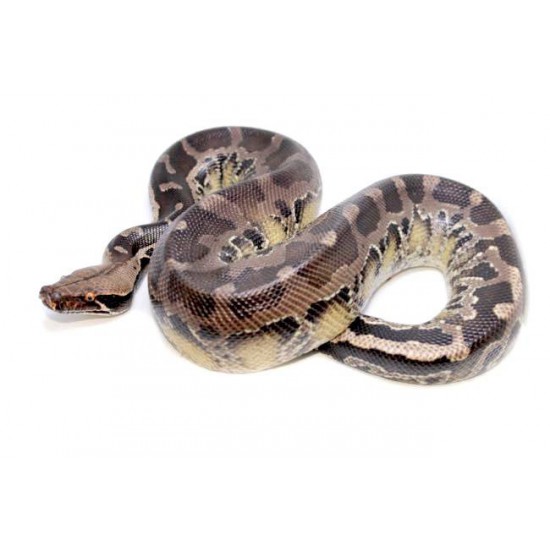 Python curtus - Python à queue courte de Sumatra