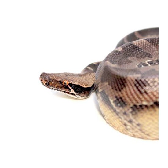 Python curtus - Python à queue courte de Sumatra