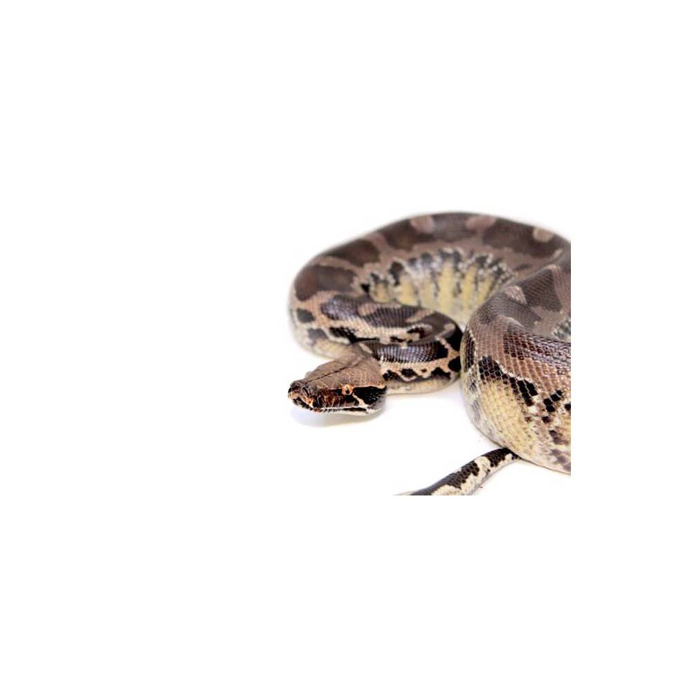 Python curtus - Python à queue courte de Sumatra