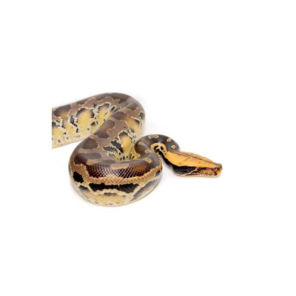 Python curtus "Yellow-head" - Python à queue courte de Sumatra