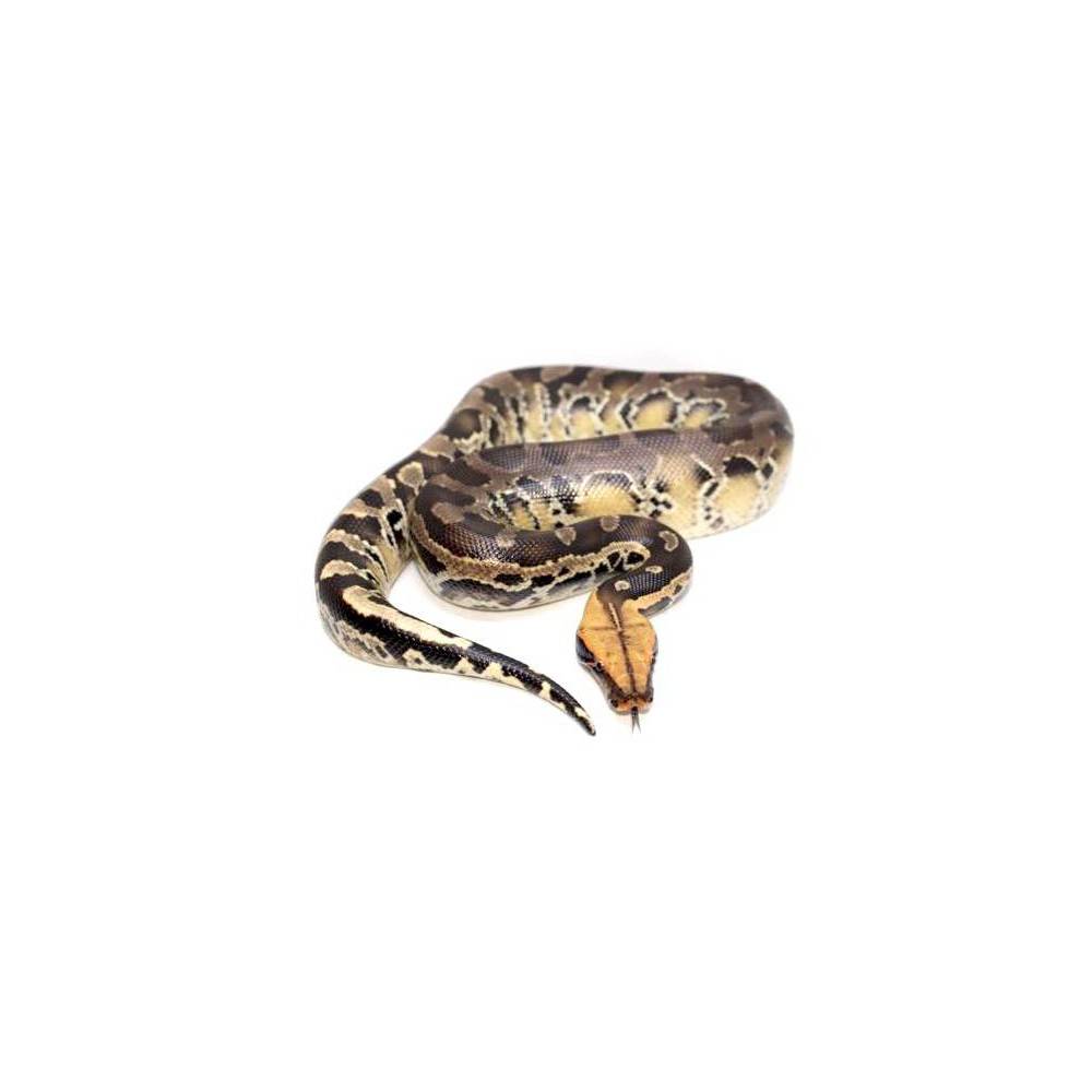 Python curtus "Yellow-head" - Python à queue courte de Sumatra