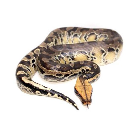 Python curtus "Yellow-head" - Python à queue courte de Sumatra