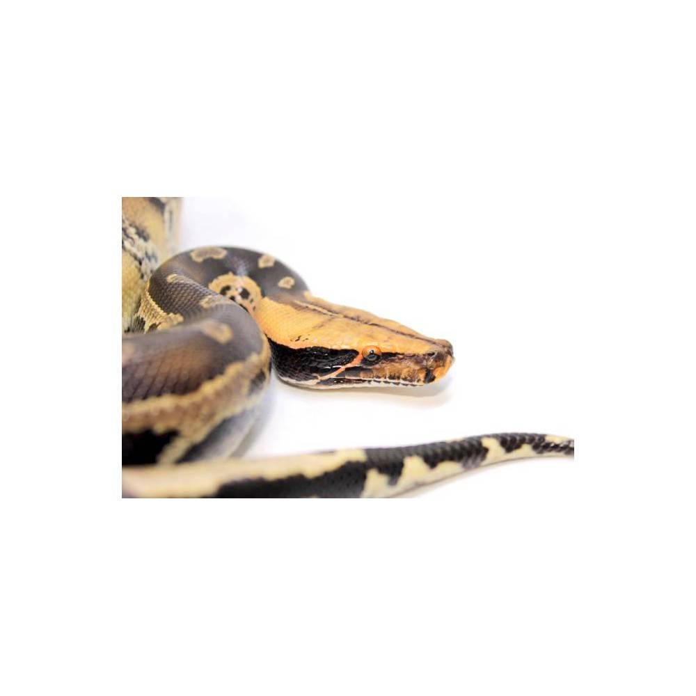 Python curtus "Yellow-head" - Python à queue courte de Sumatra