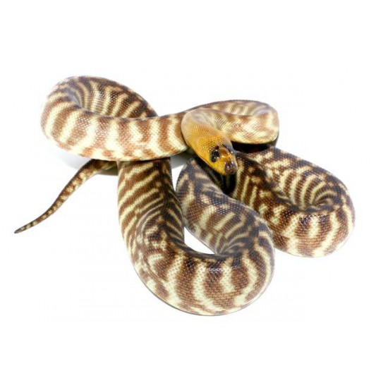 Aspidites ramsayi - Woma