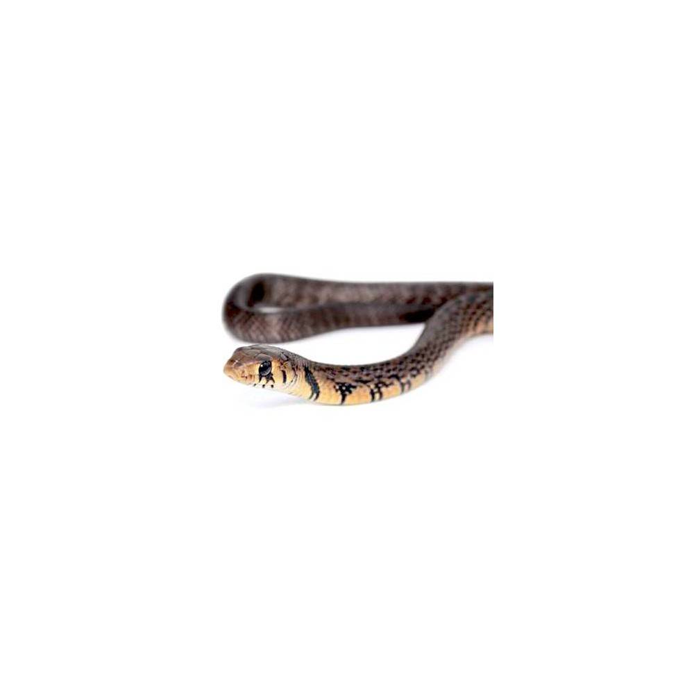 Drymarchon melanurus erebennus - Serpent indigo du Texas