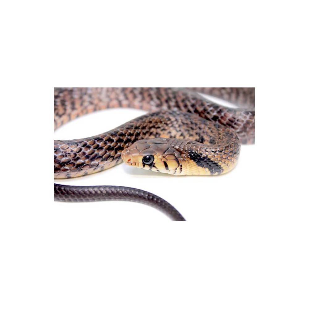 Drymarchon melanurus erebennus - Serpent indigo du Texas