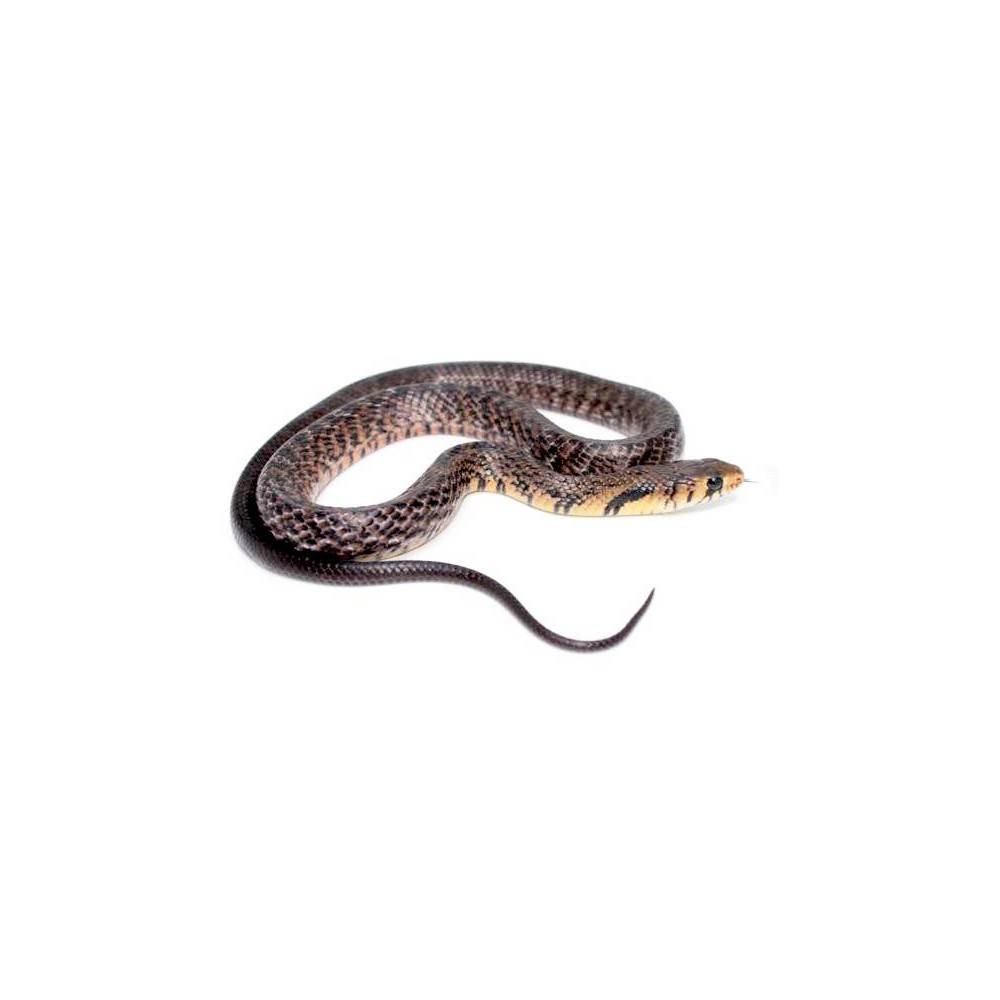 Drymarchon melanurus erebennus - Serpent indigo du Texas