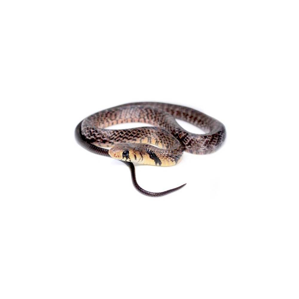 Drymarchon melanurus erebennus - Serpent indigo du Texas