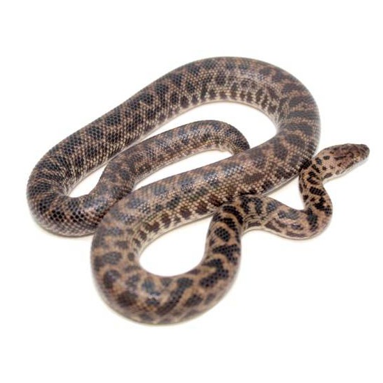 Python moucheté - Antaresia maculosa