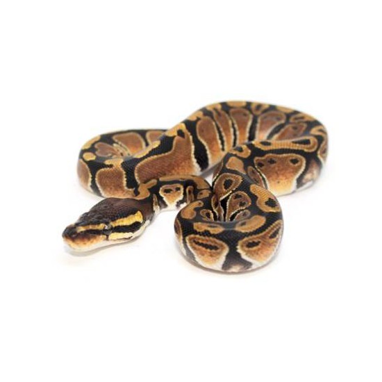 Python regius, Python royal - Bebesaurus