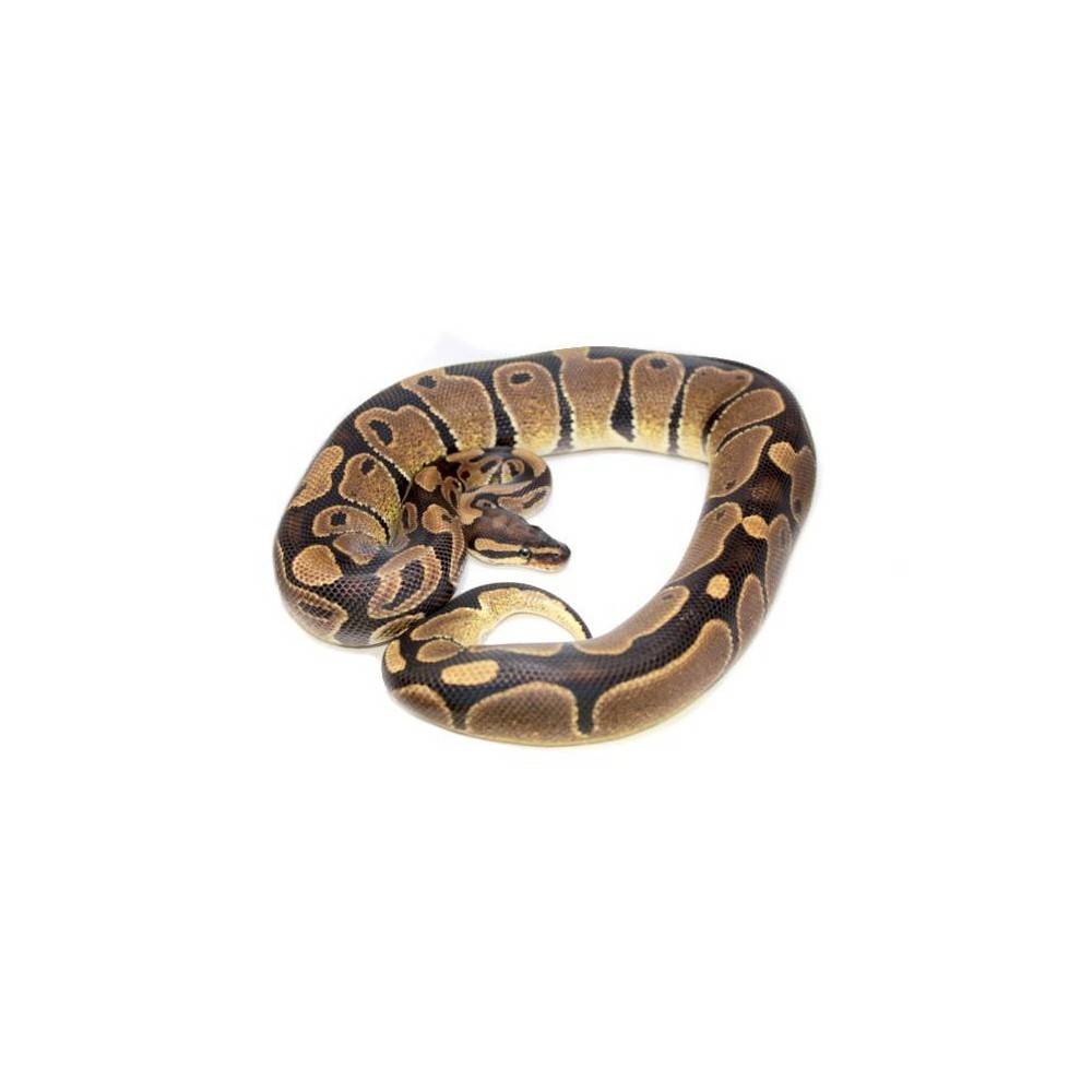 Python regius, Python royal - Bebesaurus