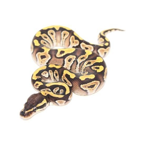 Python regius "Mojave" - Python royal