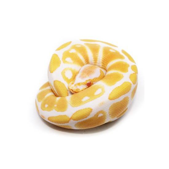 Python regius "Albinos" - Python royal