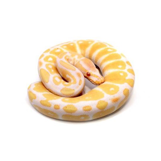 Python regius "Albinos" - Python royal