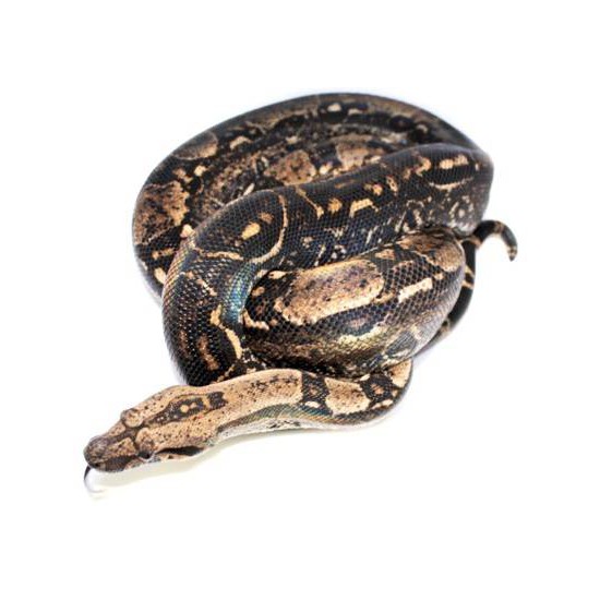 Boa (constrictor) imperator "Sonora" - Boa empereur