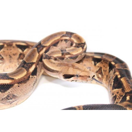 Boa (constrictor) imperator "Peru" - Boa empereur