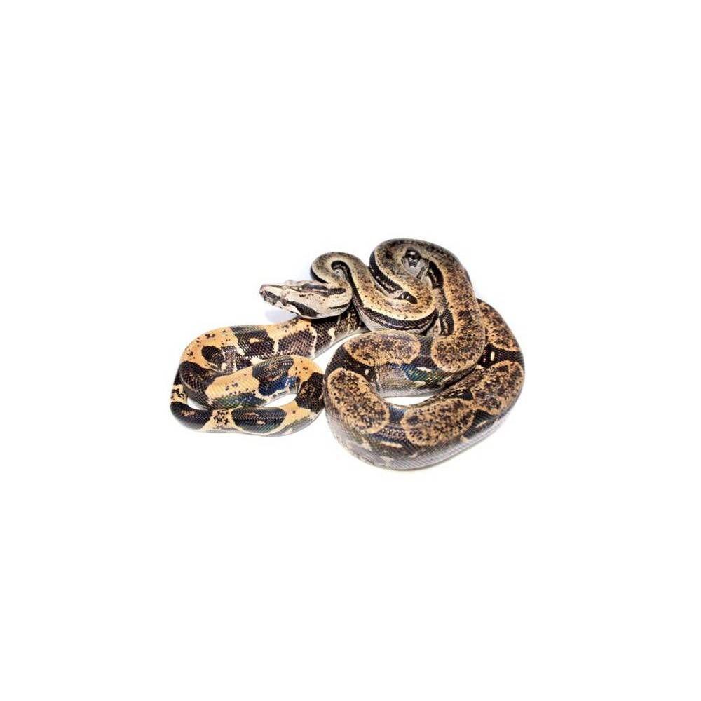 Boa constrictor longicauda - Boa à longue queue
