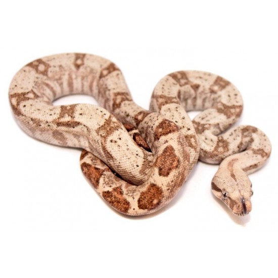 Boa (imperator) constrictor "Hogg Island" - Boa empereur