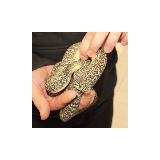 Morelia spilota "Granite" - Python tapis