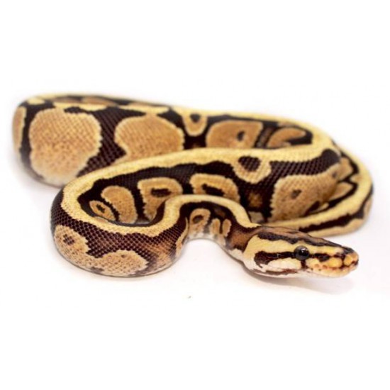 Python royal "Spotnose" - Python regius
