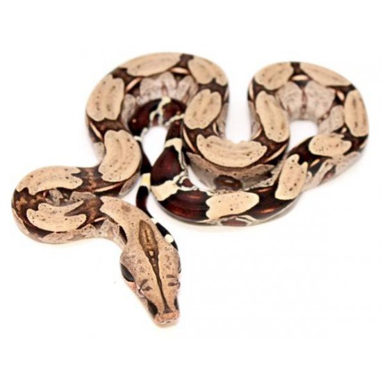 Boa constricteur "Surinam" - Boa (constrictor) constrictor