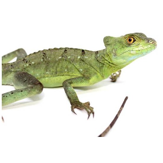 Basilic vert / Lézard Jesus-Christ - Basiliscus plumifrons