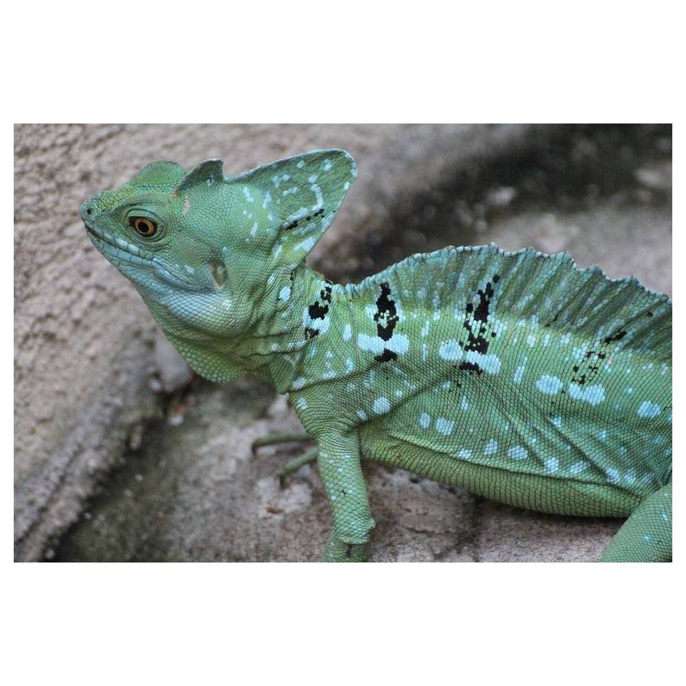 Basilic vert / Lézard Jesus-Christ - Basiliscus plumifrons