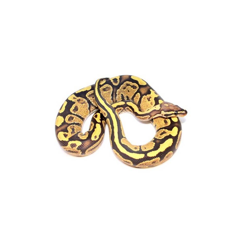 Python regius "Fire Yellow Belly" - Python royal