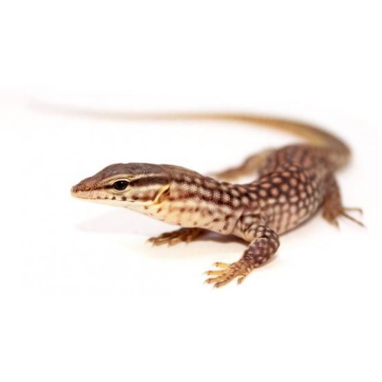 Magasin de reptiles en ligne Lyon - Bebesaurus animalerie spécialisée ...