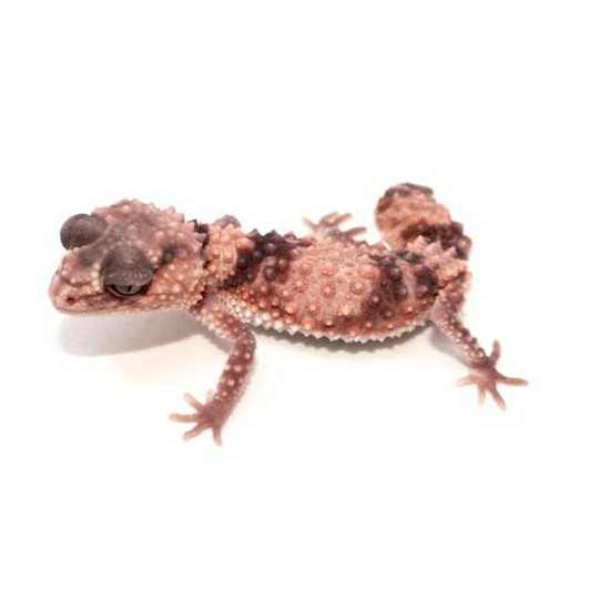 Nephrurus wheeleri cinctus - Gecko à queue bossue annelé