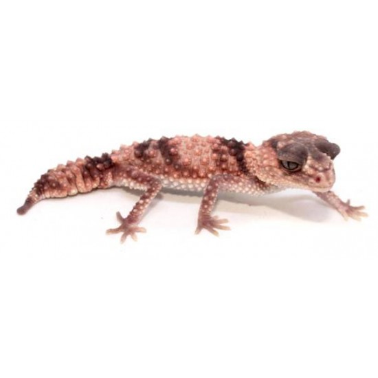 Nephrurus wheeleri cinctus - Gecko à queue bossue annelé
