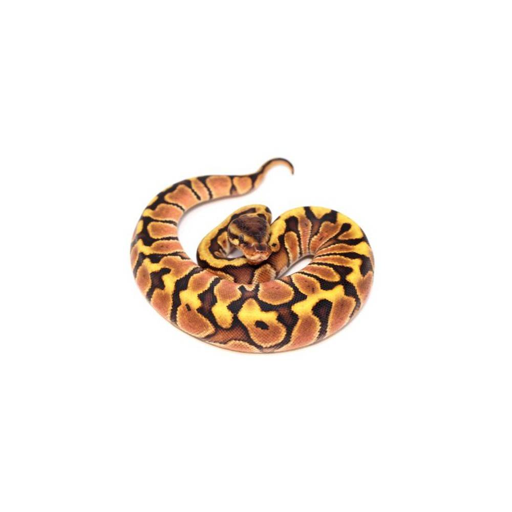 Python royal "Fire hidden gene Woma" - Python regius disponible