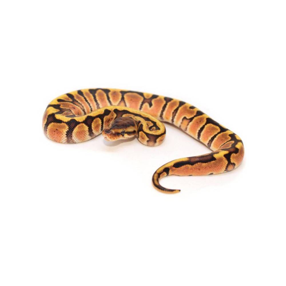 Python royal "Fire hidden gene Woma" - Python regius disponible