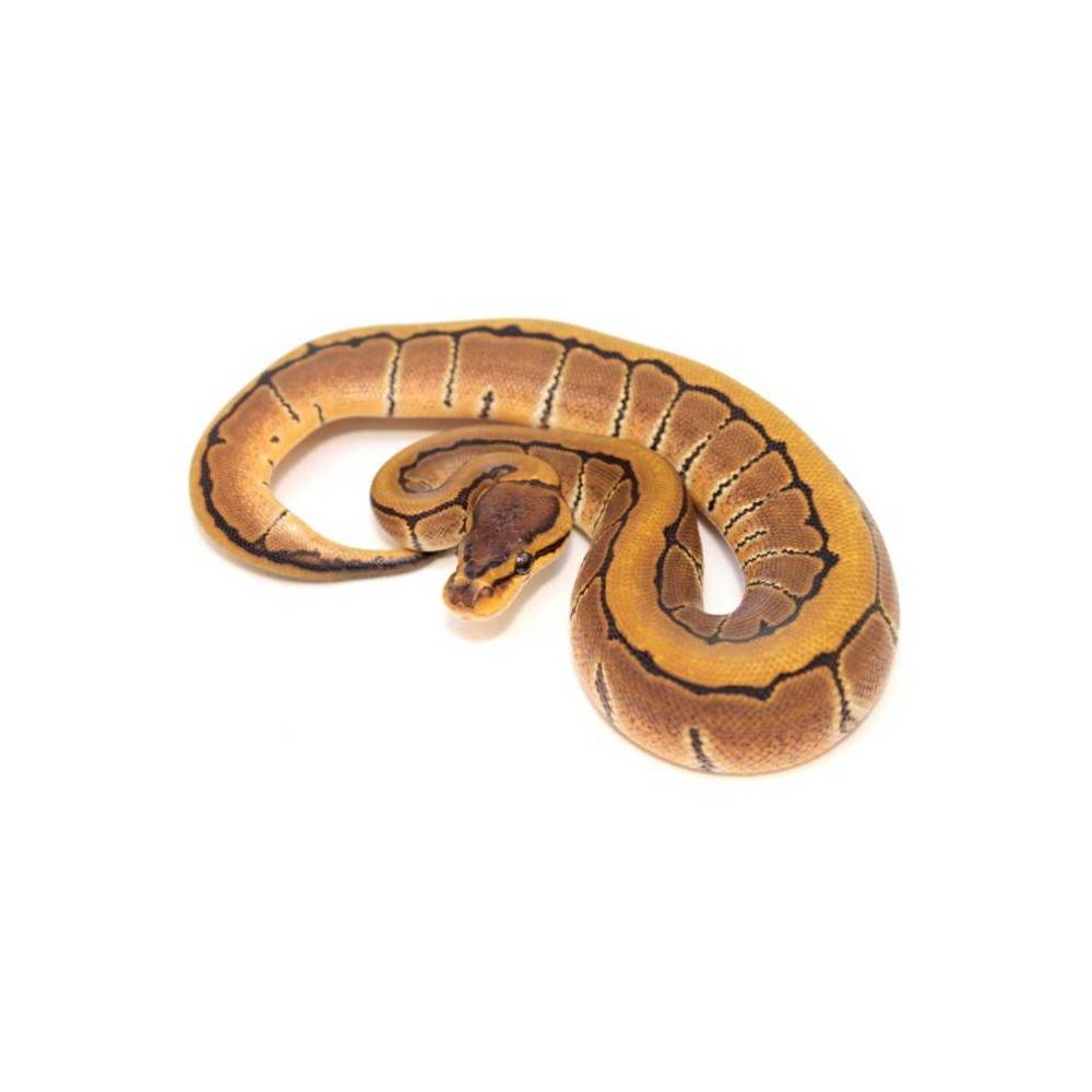 Python royal "Pinstripe" - Python regius